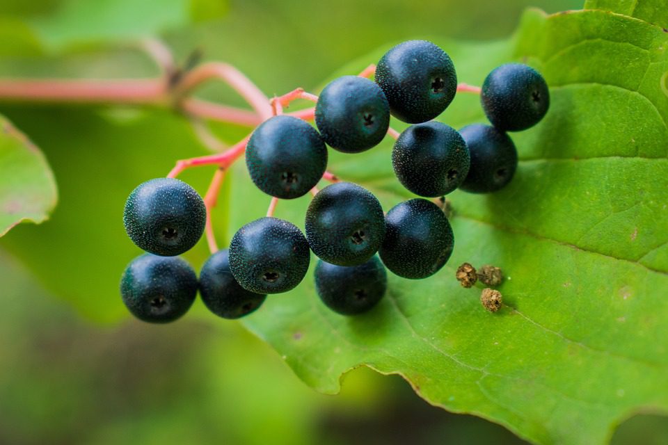 Sucul de coacăze negre: beneficii, nutrienți, contraindicații + poate ...